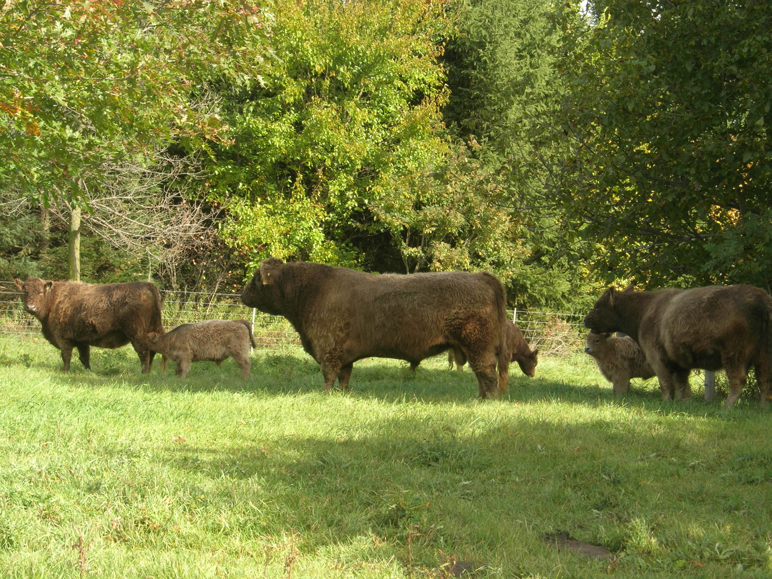 Canadian Galloway Association