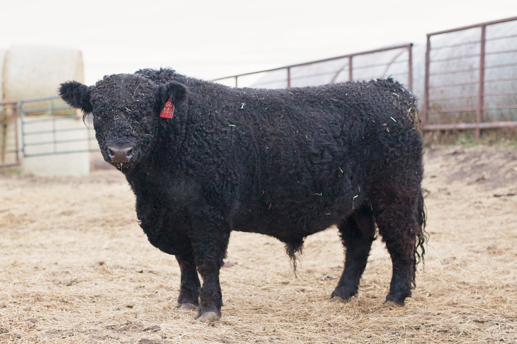 Canadian Galloway Association