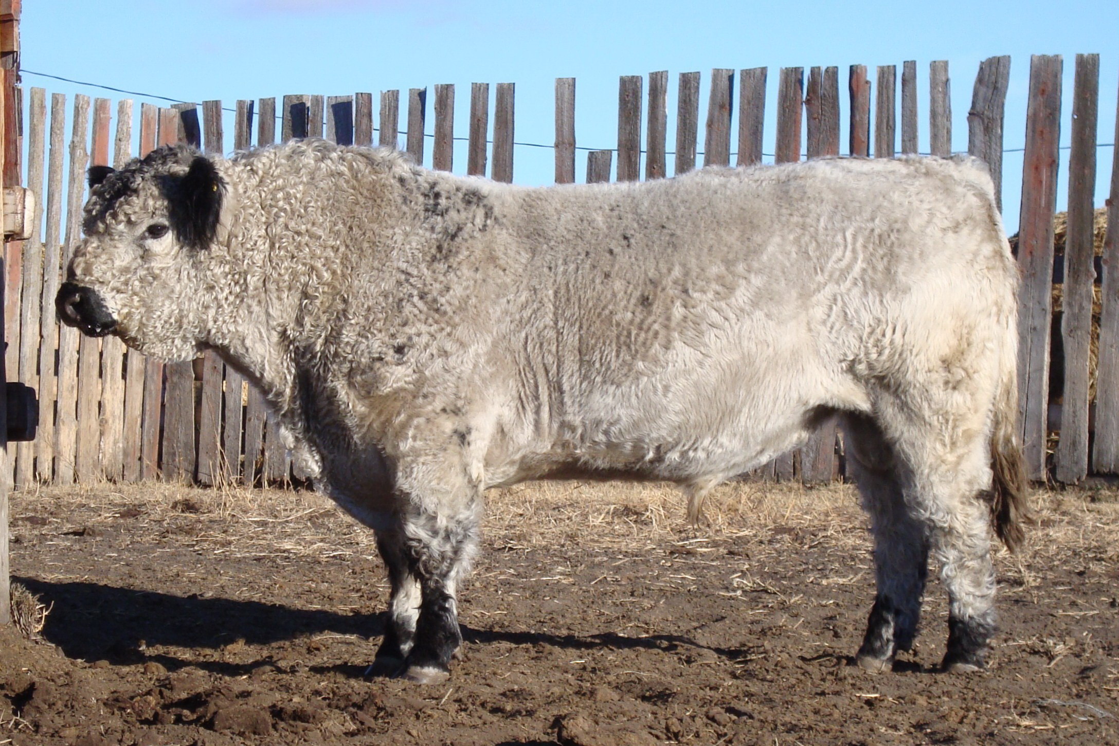 Canadian Galloway Association