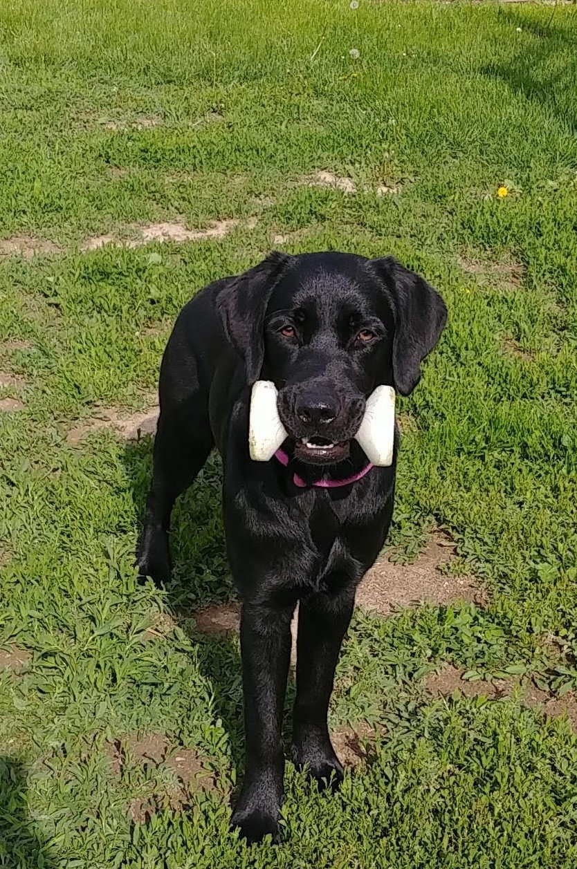 Open and Beyond Obedience