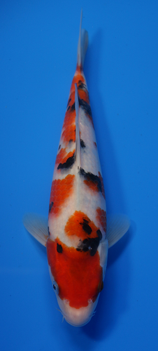 7-8" Sanke- Takigawa Koi Farm | Tri-Star Koi