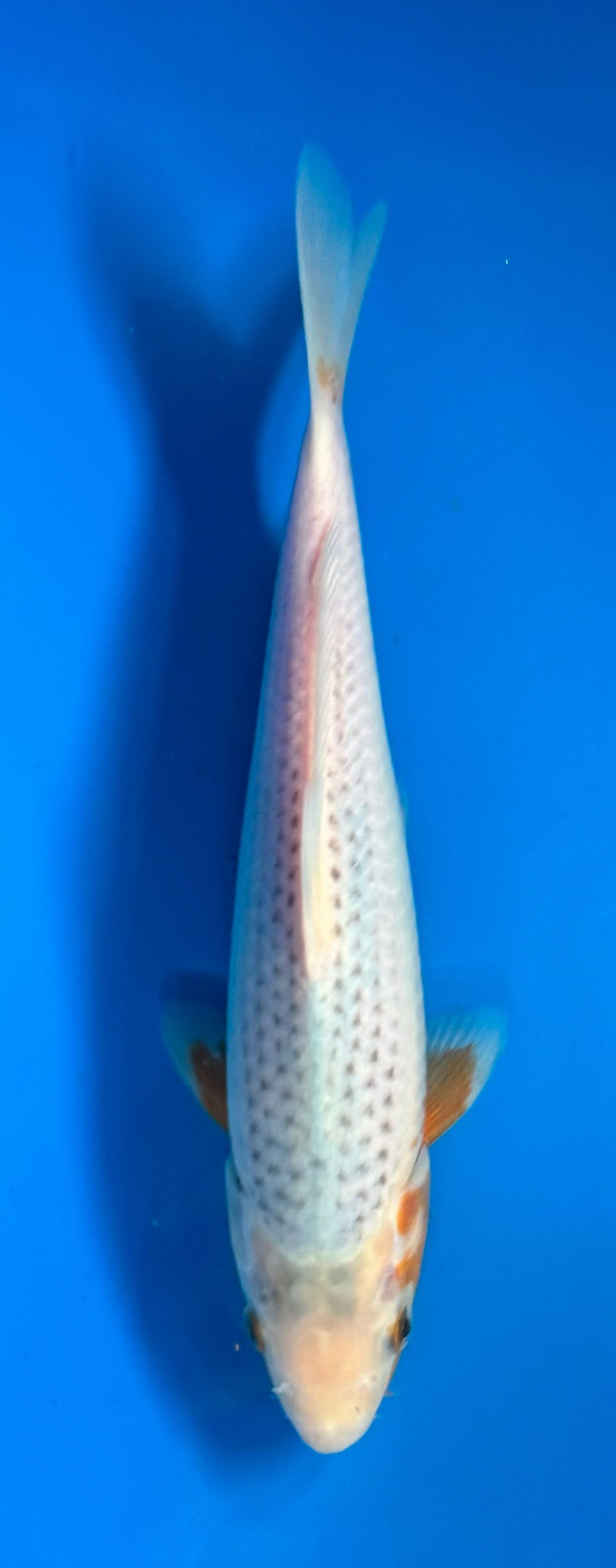 Japanese Import Koi | Tri-Star Koi