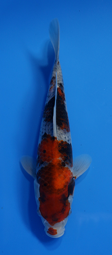 7-8" Showa- Takigawa Koi Farm | Tri-Star Koi