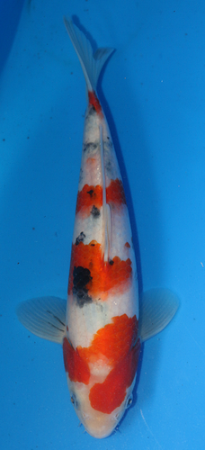 8-9” Sanke- Matsue Koi Farm | Tri-Star Koi
