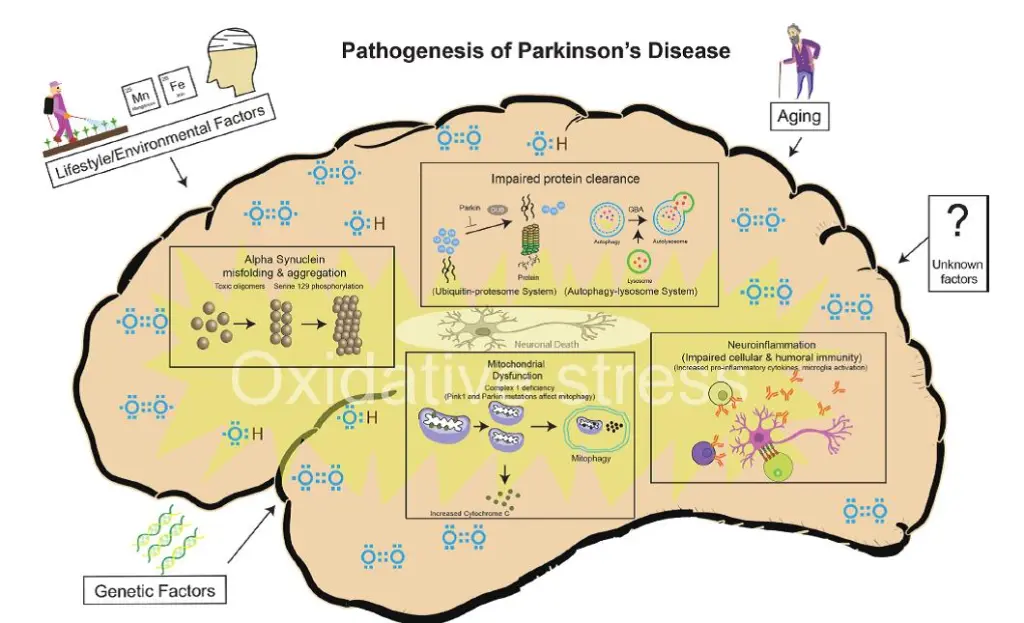 Shining Light, on Parkinson’s disease