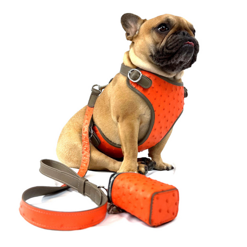 Sunset Orange Harness | RICH DOGUE