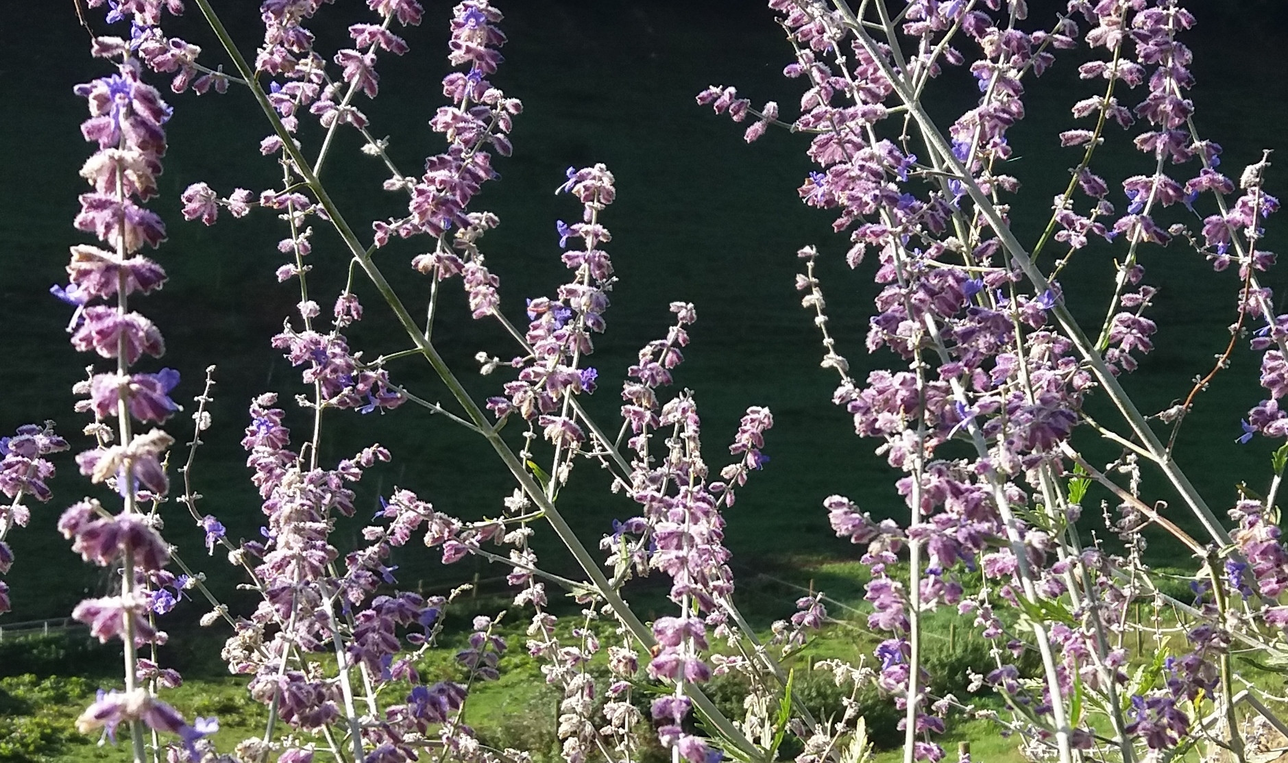 SUPERVISION | Allison Priestman