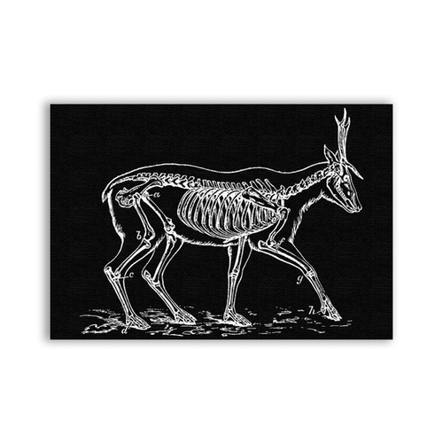 Anatomy Deer Patch | CemeteryCrypt