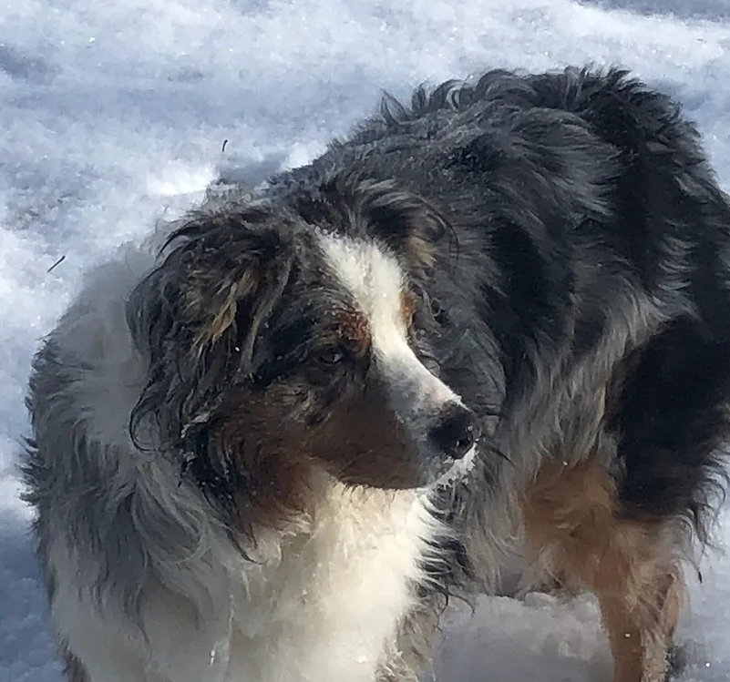 Perfect Companion Dog Training | Mysite