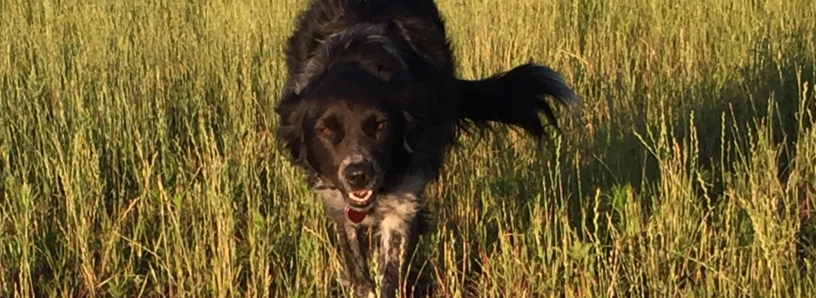 Perfect Companion Dog Training | Mysite