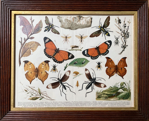 Antique German Print of Insects and Butterflies | Valerie Arieta