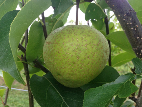 Shin Li (cold room) | Weymouth Farms