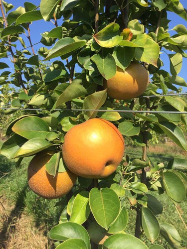 Atago-Fresh Pick | Weymouth Farms