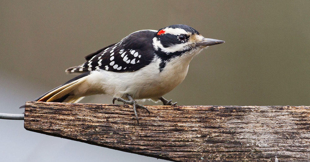 How to Bring Birds to Your Backyard Garden in Iowa