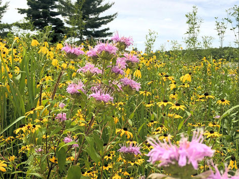 Plant Database | Iowa Native Plants