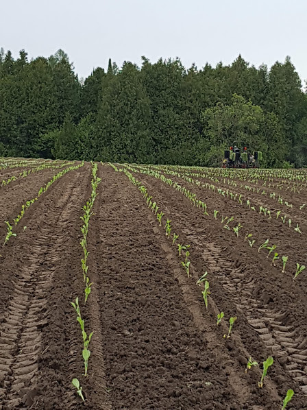 Home | Tindall Farm & Market