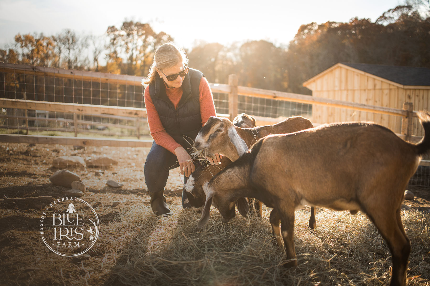 Time with the Herd - Weekend 1:00pm | Blue Iris Farm