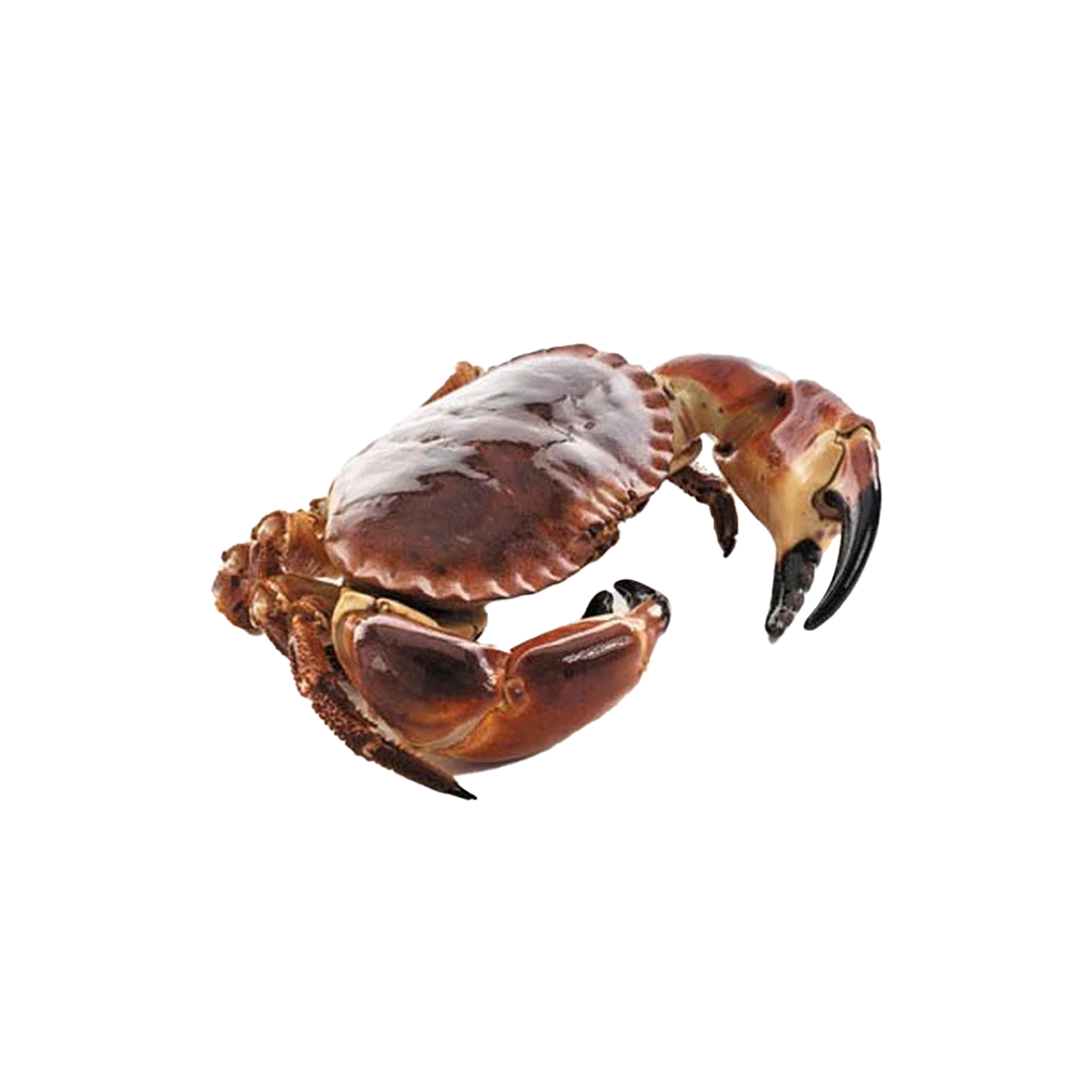 Live Brown Crab | Maple Crown Gourmet