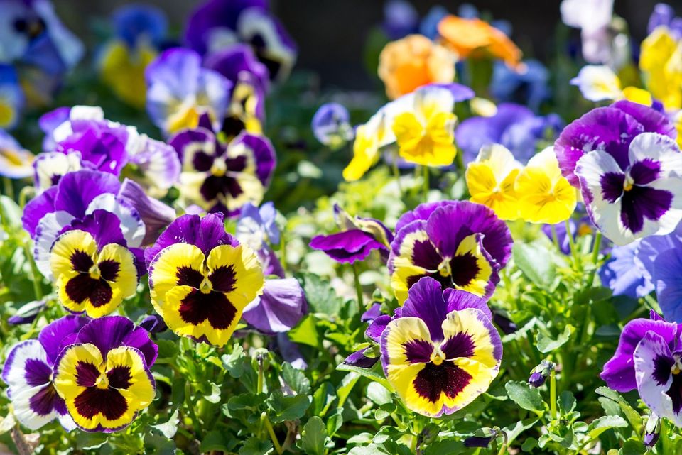 Why You Should Plant Pansies