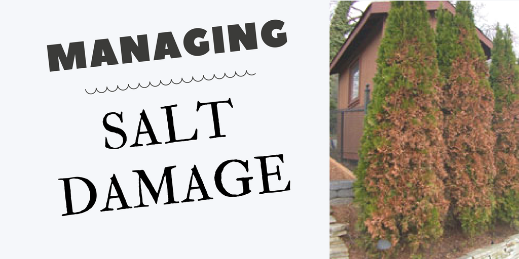 Managing Salt Damage