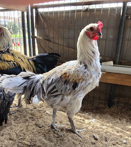 Liege Fighter Chicks | Ellison Family Home