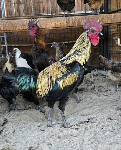 Hmong Blue Skin Chicks | Ellison Family Home