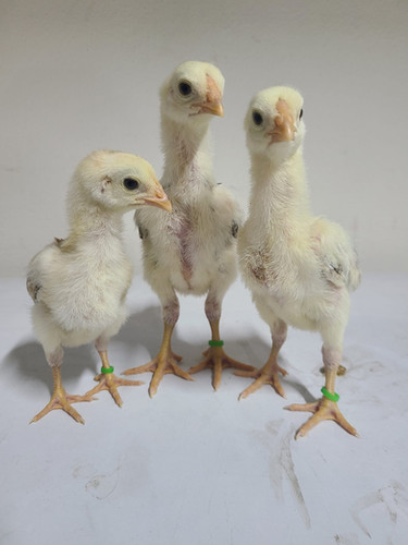 Indio Gigante Chicks | Ellison Family Home