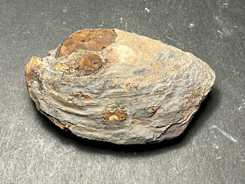 Fossil Mussel Shell, Lobe B , Leigh Creek Mine, S.A | Minerals On Eyre