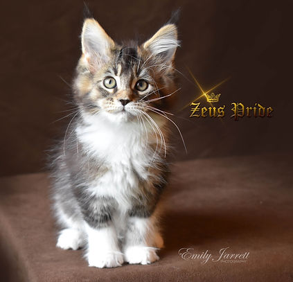 Zeus Pride Maine Coon Kittens for sale TICA Pedigree Wisconsin