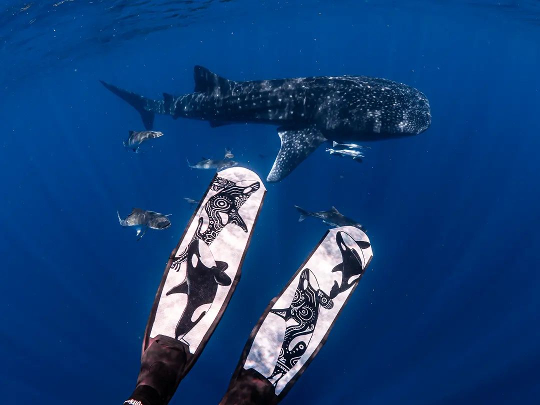 Apex | Freediving Nautilus