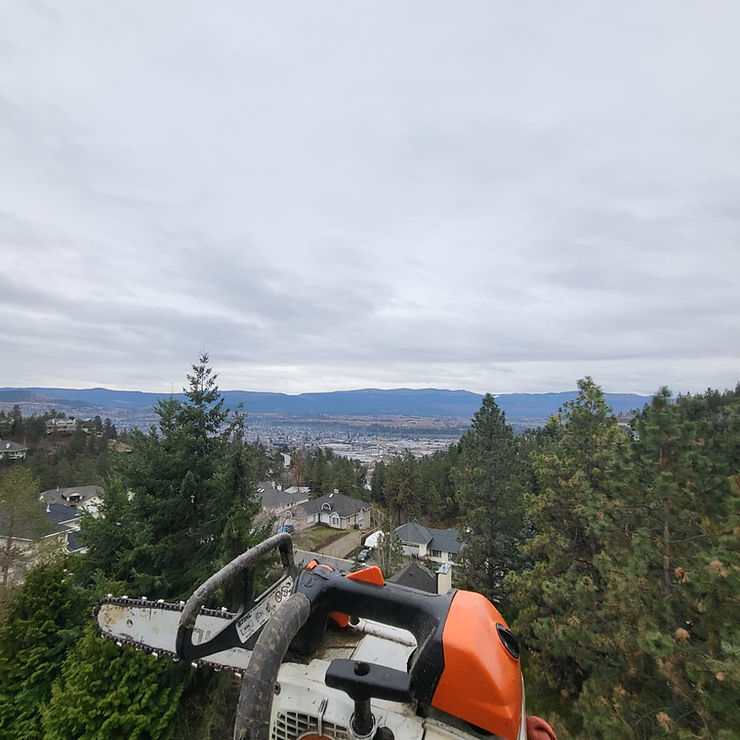 SISU Tree Care | tree removal | 1251 Brentwood Road, West Kelowna, BC ...