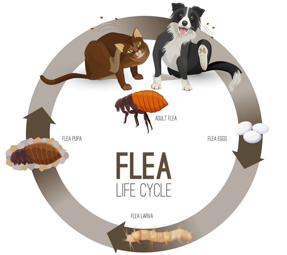 Why Flea Control is So Important