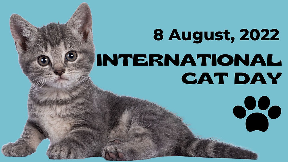 How To Celebrate International Cat Day?
