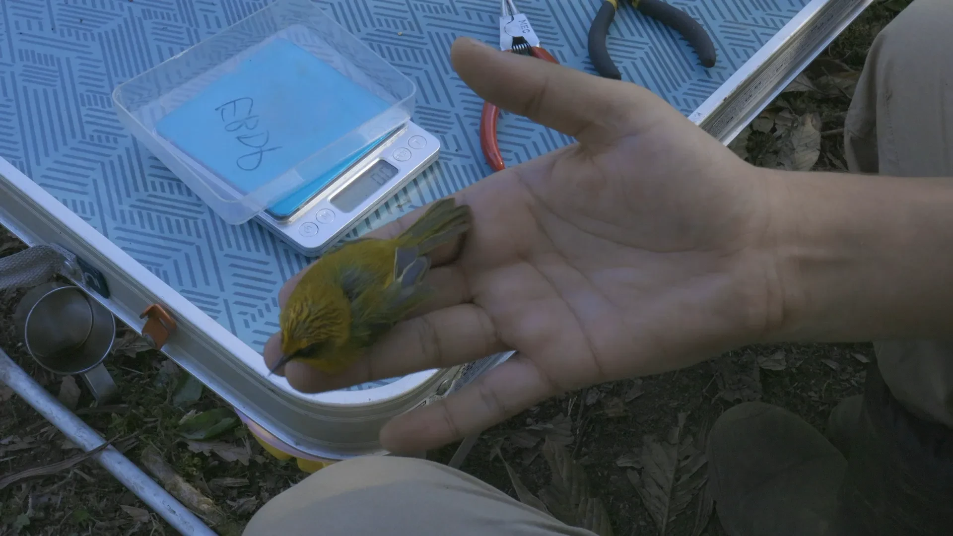 CLIMATE CHANGE: UMESH SRINIVASAN AND HIMALAYAN BIRDS | CCCL Film Festival