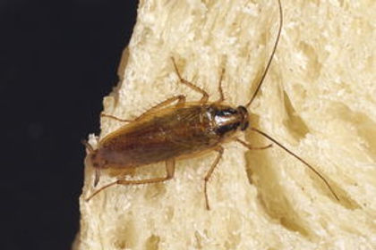 German cockroach | Benzon Research