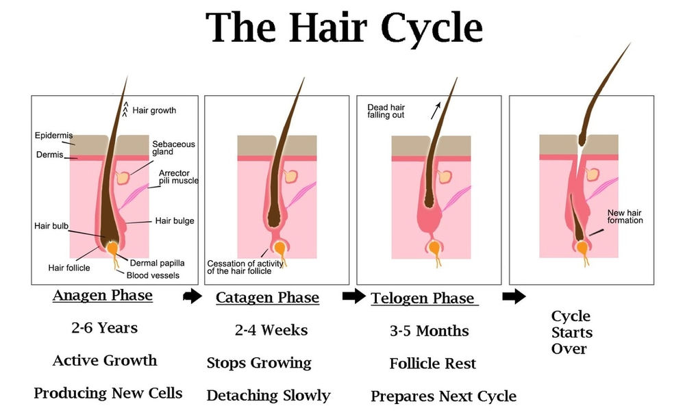 Telogen Effluvium and why you are losing hair...