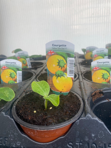 Courgette - Yellow One Ball F1 | Rufforth Plants