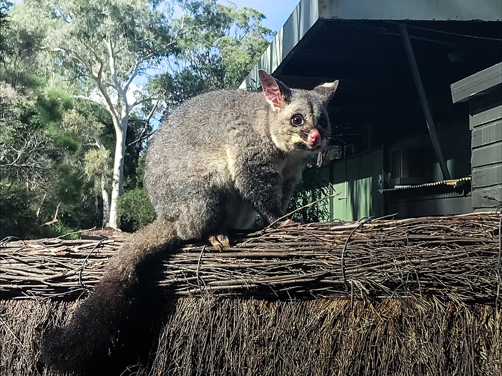 Pesky possums – what to do if you live with the party animals