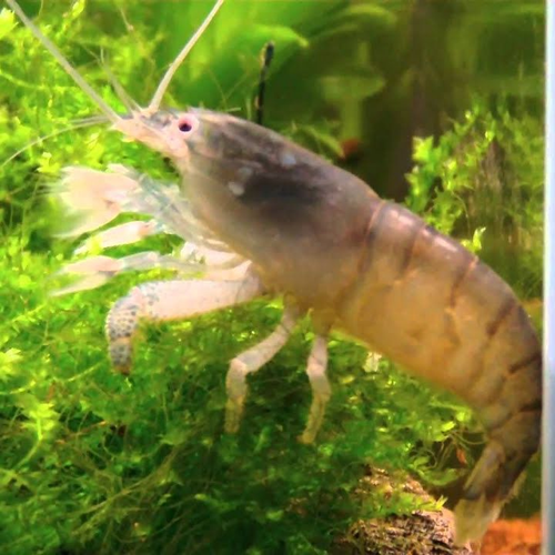 Armoured Shrimp Medium | Trimar Aquaria