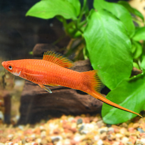 Assorted Swordtails | Trimar Aquaria