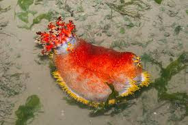 *Red Clown Cucumber | Trimar Aquaria