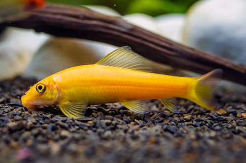 Golden Algae Loach | Trimar Aquaria