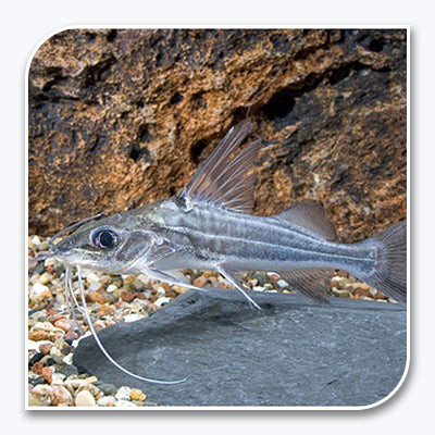 Four Line Pim Catfish 3-4” | Trimar Aquaria
