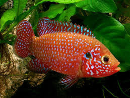 Red Jewel Large | Trimar Aquaria