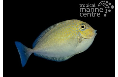 .Tang Blue Spot Naso Medium | Trimar Aquaria