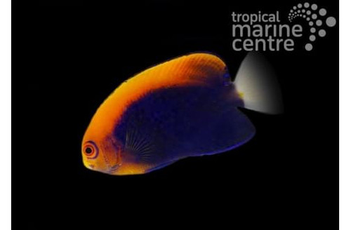 .Angel Fireball Medium | Trimar Aquaria