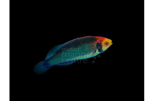 Koi Dwarf Parrot M | Trimar Aquaria
