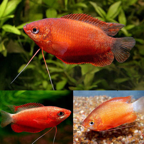 Red Honey Gouramis | Trimar Aquaria