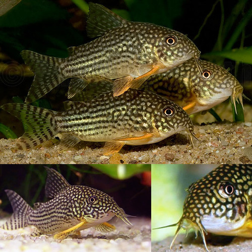Sterbai Corydoras | Trimar Aquaria