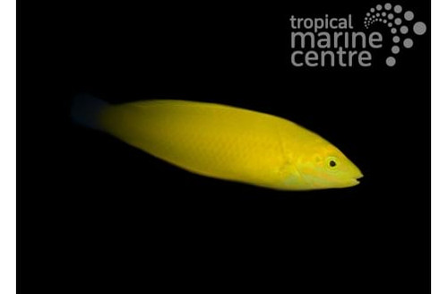 Wrasse Yellow Medium | Trimar Aquaria